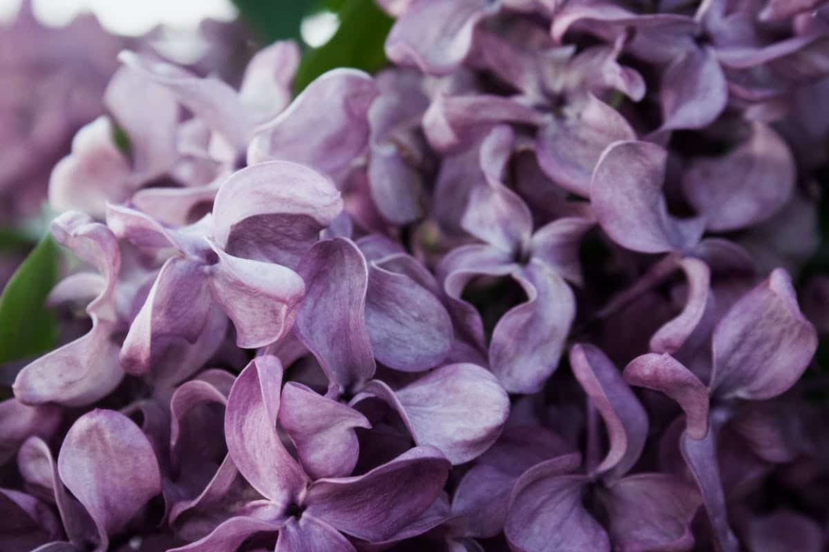 Comment tailler un lilas en automne : tuto et conseils - Ma Déco Maison Comment tailler un lilas en automne : tuto et conseils - Ma Déco Maison